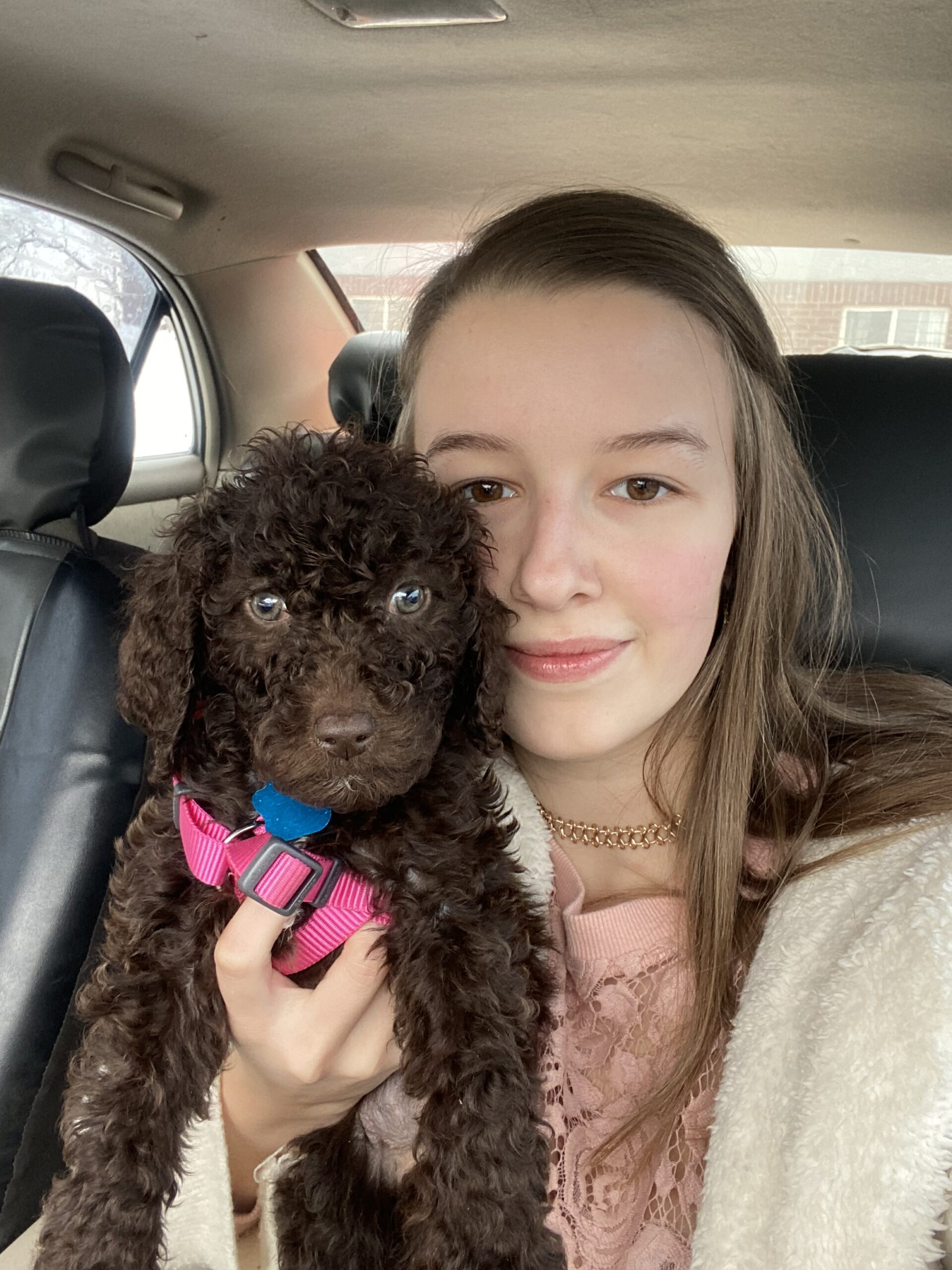 Simply Sweet Puppies – Spreading unconditional love one puppy at a time!