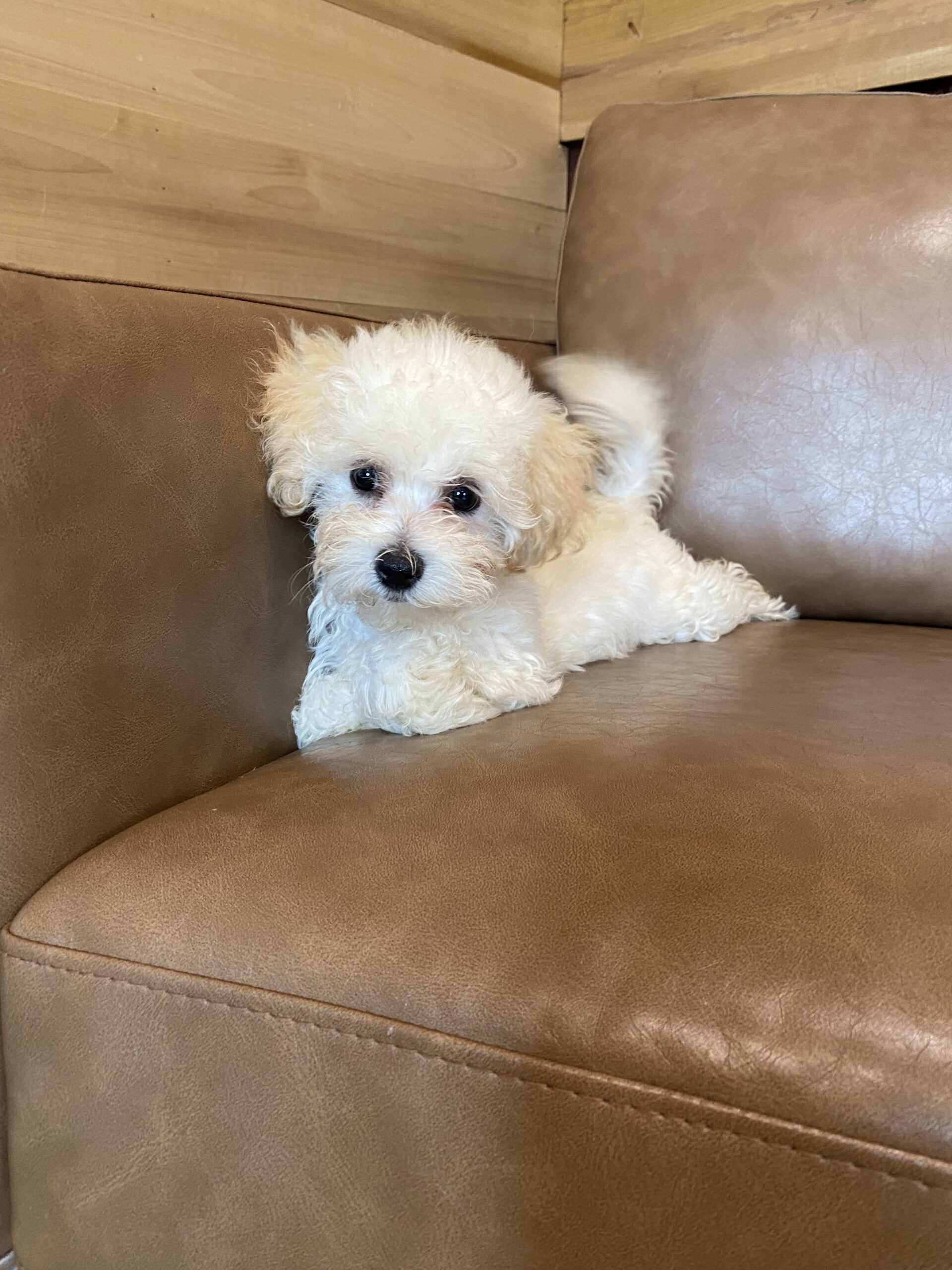 Available Puppies – Page 2 – Simply Sweet Puppies