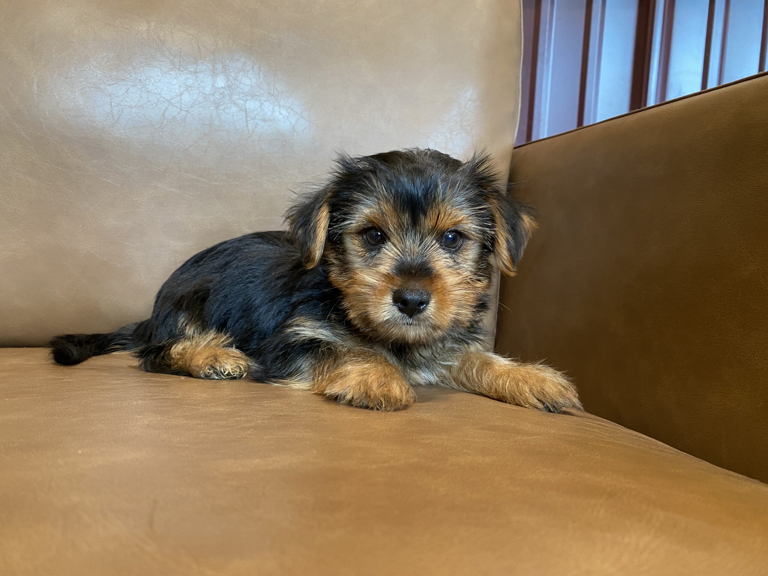Available Puppies – Simply Sweet Puppies