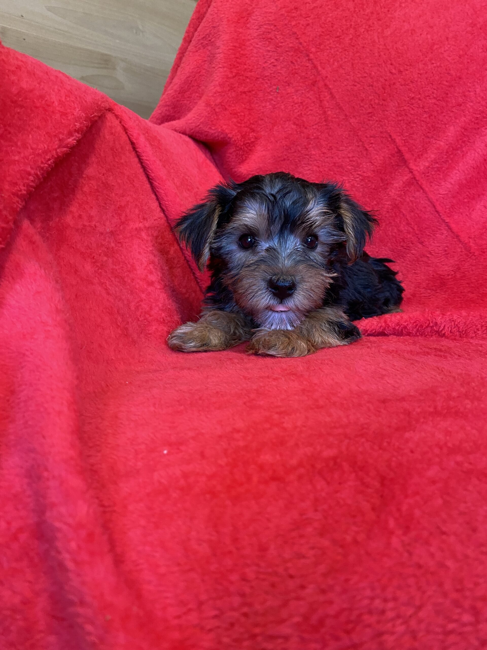 Simply Sweet Puppies – Spreading unconditional love one puppy at a time!