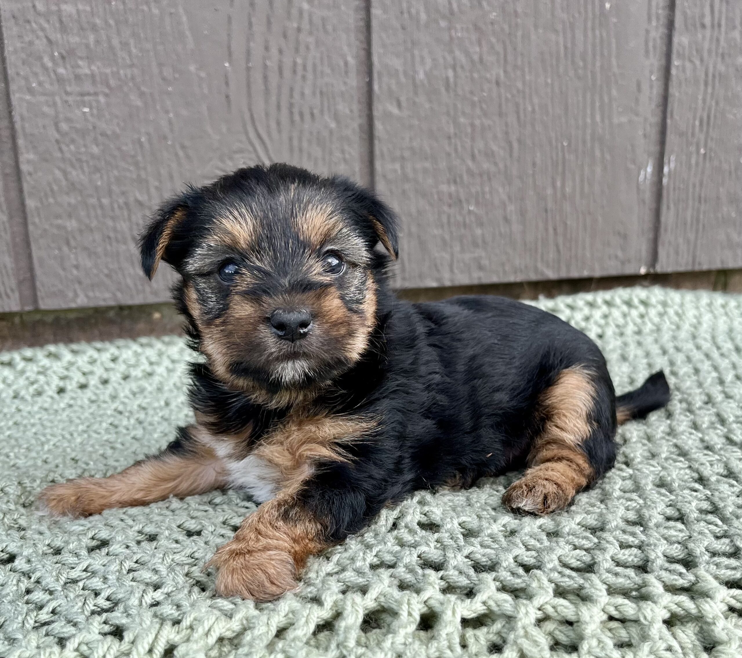 Simply Sweet Puppies – Spreading unconditional love one puppy at a time!